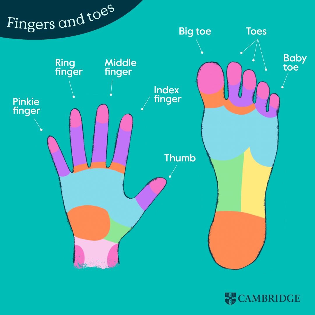 Fingers - Cambridge Blog