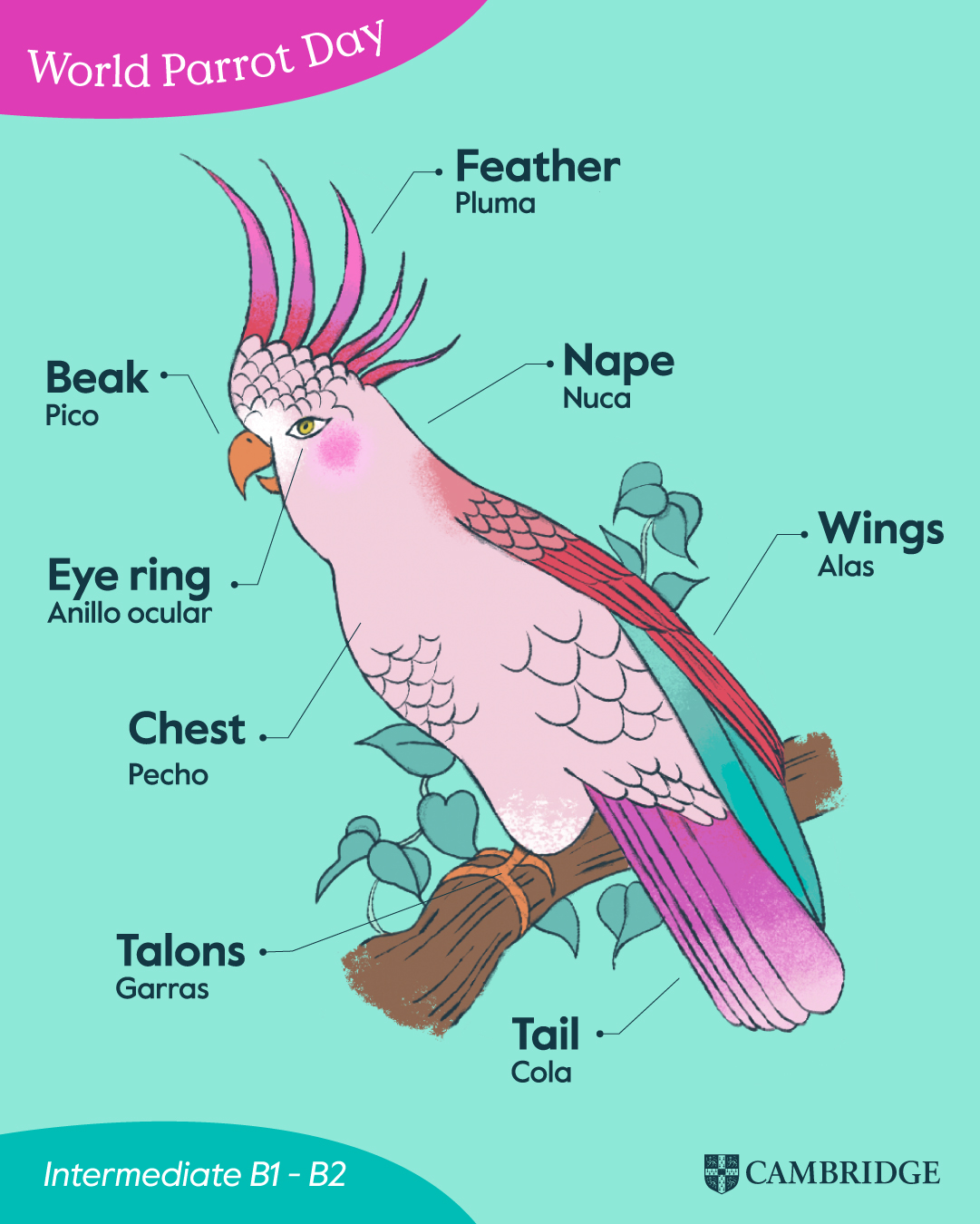 World Parrot Day - Cambridge Blog